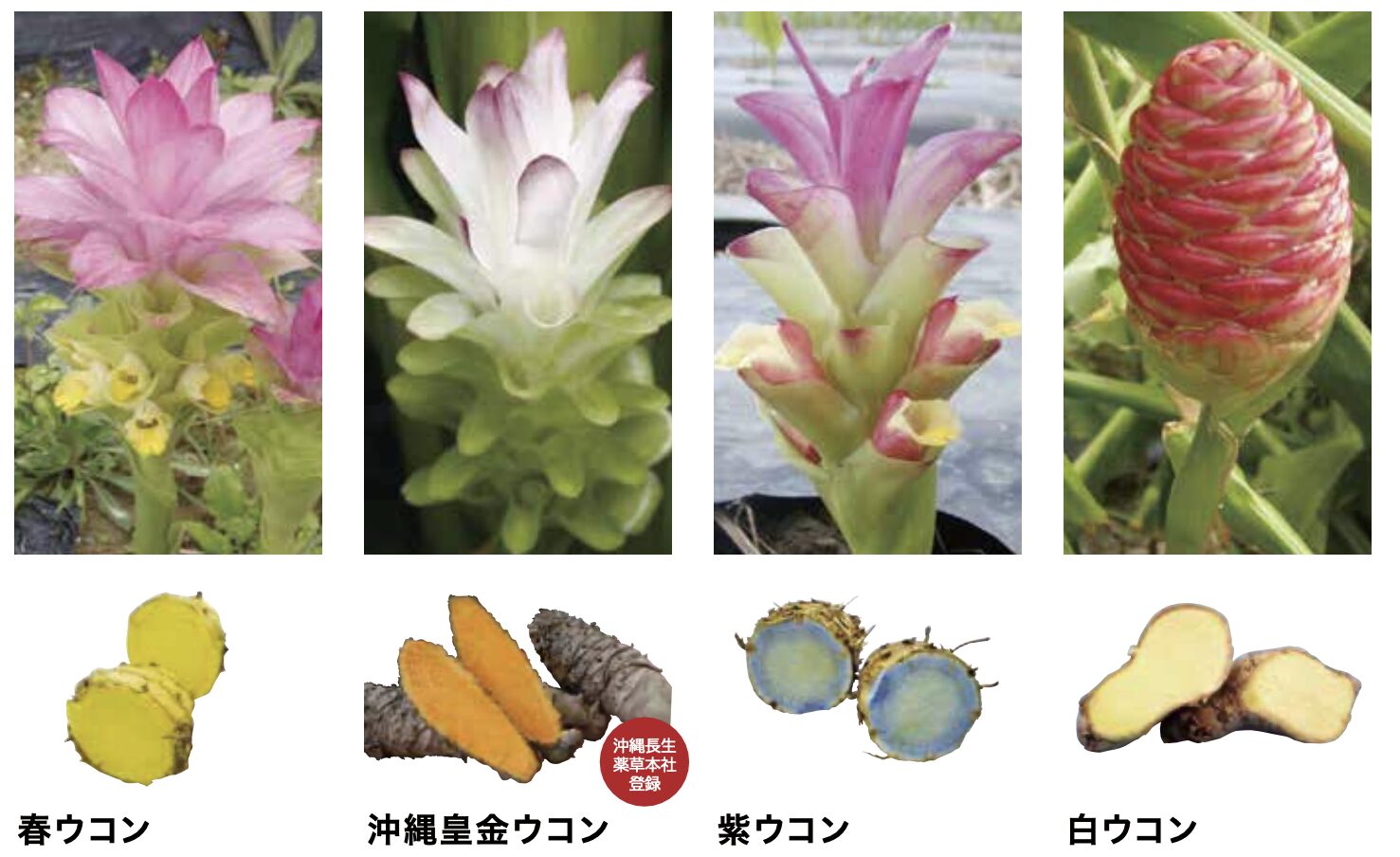 The amazing power of turmeric! Start your beauty and health routine ...